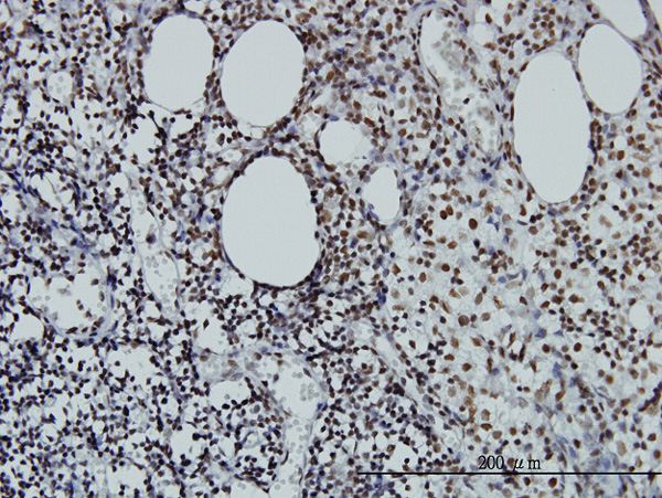 STAG2 Antibody (monoclonal) (M01) - Mouse monoclonal antibody raised ...