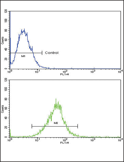 IL18RAP Antibody (N-term) - Affinity Purified Rabbit Polyclonal Antibody (Pab) WB, IHC-P, FC, E ...