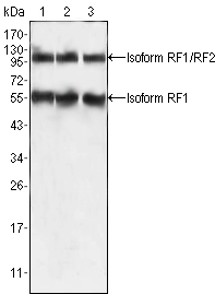 PEG10 Antibody - Mouse Monoclonal Antibody to PEG10 WB, IHC - Buy Now!