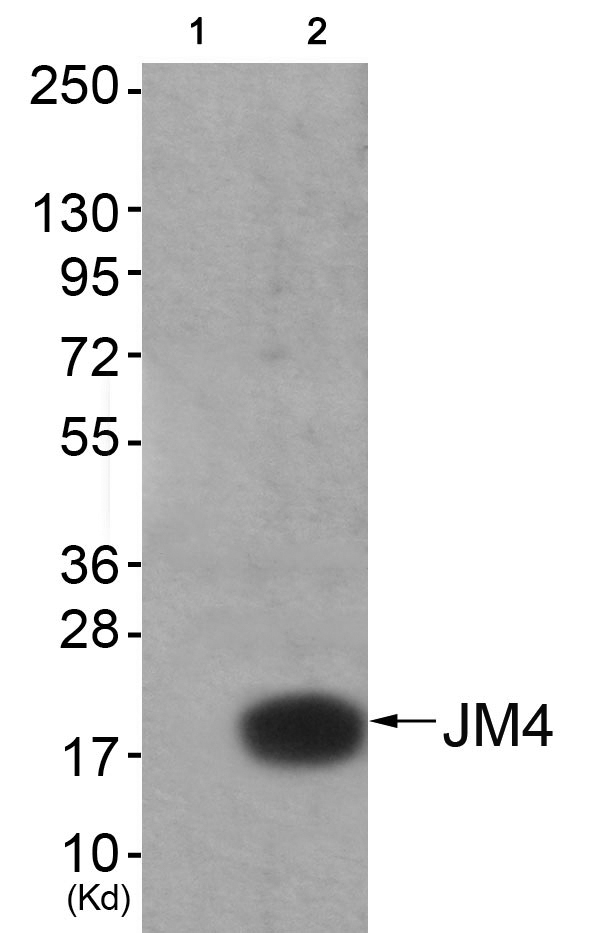 JM4 Antibody - Purified Rabbit Polyclonal Antibody (Pab) WB, IHC - Buy Now!