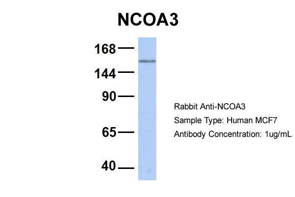 NCOA3 antibody - middle region - Rabbit Polyclonal Antibody WB, IHC ...