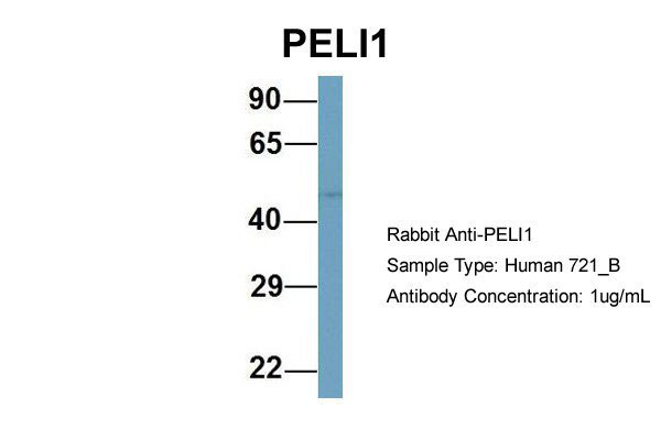 PELI1 antibody - N-terminal region - Rabbit Polyclonal Antibody WB ...
