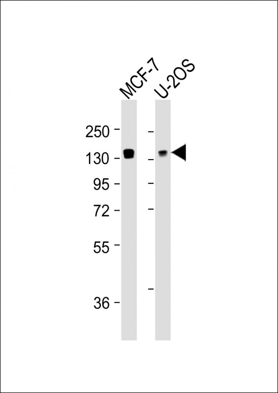 FAM120A Antibody - Purified Mouse Monoclonal Antibody (Mab) WB, IHC-P ...