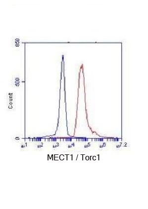 MECT1 / Torc1 Antibody - Purified Mouse Monoclonal Antibody (Mab) WB ...