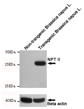 NPTII Antibody - Purified Mouse Monoclonal Antibody (Mab) WB - Buy Now!