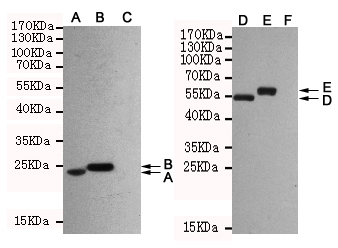 HA-Tag Antibody - Purified Mouse Monoclonal Antibody (Mab) WB - Buy Now!