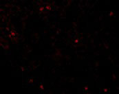 OCLN Antibody - WB, IF, E, IHC-P - Buy Now!