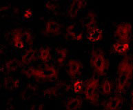 NOTUM Antibody - WB, IF, E, IHC-P - Buy Now!