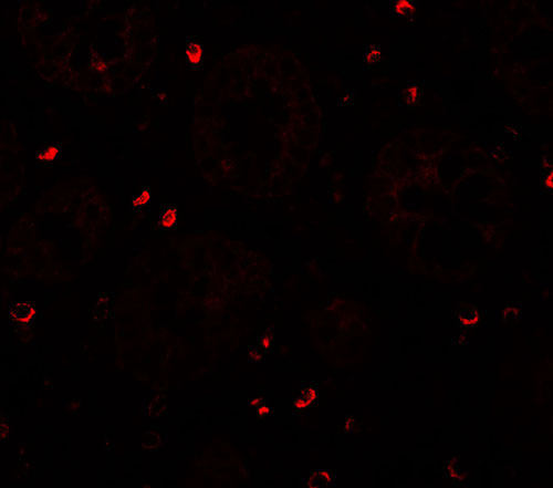 ZFX Antibody - WB, IF, E, IHC-P - Buy Now!