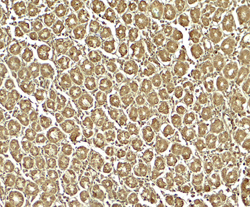 XKR8 Antibody - WB, IF, E, IHC-P - Buy Now!