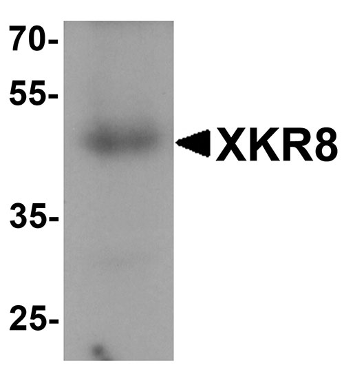 XKR8 Antibody - WB, IF, E, IHC-P - Buy Now!