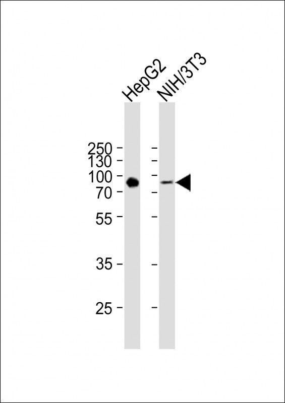 ATG7 Antibody (C-term) - Purified Rabbit Polyclonal Antibody (Pab) WB ...