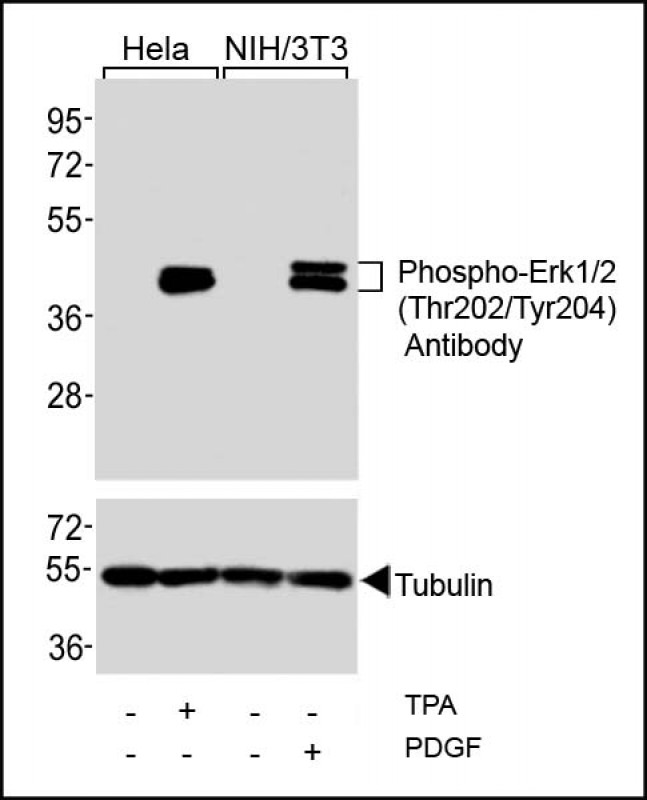 Phospho-Erk1/2(Thr202/Tyr204) Antibody - Purified Rabbit Polyclonal Antibody (Pab) WB, E - Buy Now!