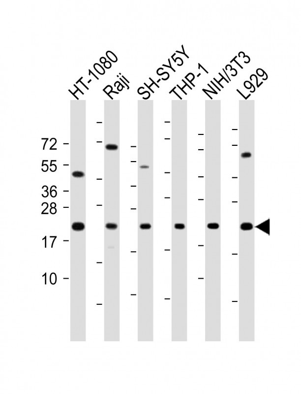Bax Antibody (BH3 Domain Specific) - Purified Rabbit Polyclonal ...