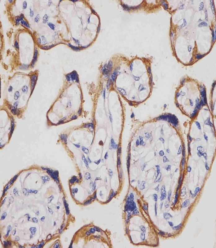 SLC3A2 Antibody (C-term) - Affinity Purified Rabbit Polyclonal Antibody ...