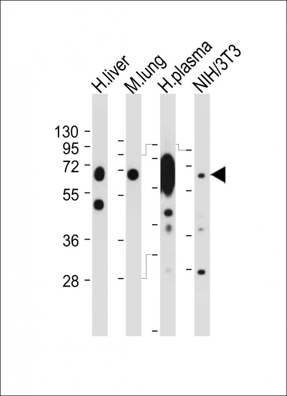 LGALS3BP Antibody (Center) - Affinity Purified Rabbit Polyclonal ...