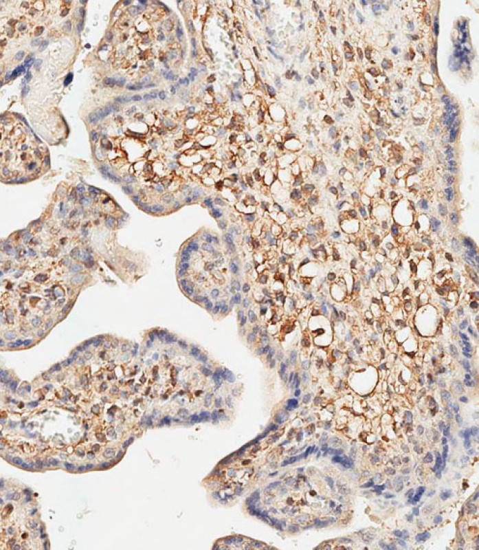 CD276 Antibody (C-term) - Affinity Purified Rabbit Polyclonal Antibody ...