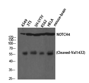 Cleaved-Notch 4 (V1432) Polyclonal Antibody - WB - Buy Now!