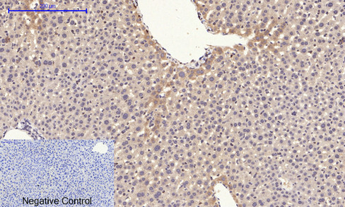 PI 3-kinase p85/p55 (phospho Tyr467/199) Polyclonal Antibody - WB, IHC ...