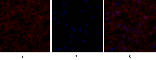 eIF2α Polyclonal Antibody - WB, IHC-P, IF - Buy Now!