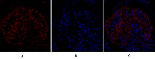 eIF2α Polyclonal Antibody - WB, IHC-P, IF - Buy Now!
