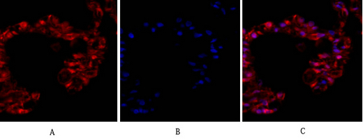 Tubulin α Polyclonal Antibody - WB, IHC-P, IF - Buy Now!