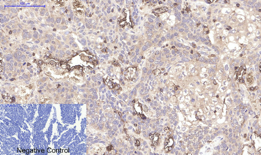 CD45 (8C1) Mouse mAb - WB, IHC-P, IF - Buy Now!