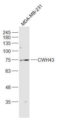 CWH43 Polyclonal Antibody - Purified Rabbit Polyclonal Antibody (Pab ...