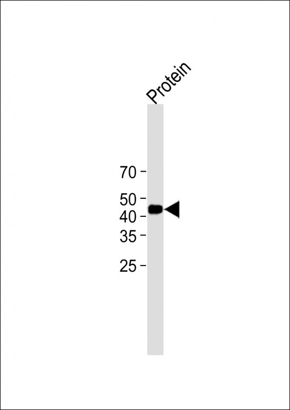 V5 Tag Antibody - Purified Rabbit Polyclonal Antibody (Pab) WB, E - Buy ...