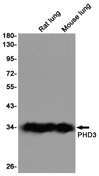 PHD3 Rabbit mAb - WB, IHC-P, IP - Buy Now!