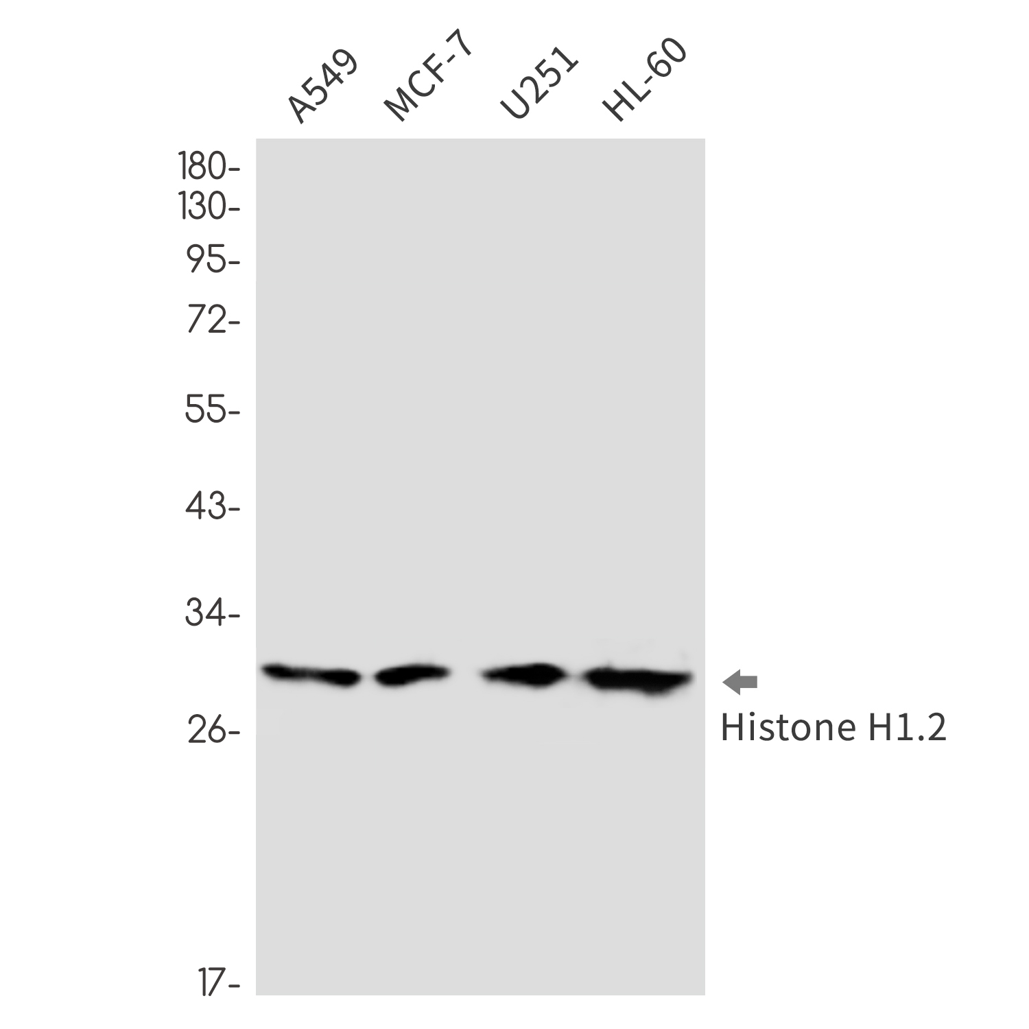 Histone H1.2 Rabbit mAb - WB, ICC/IF - Buy Now!
