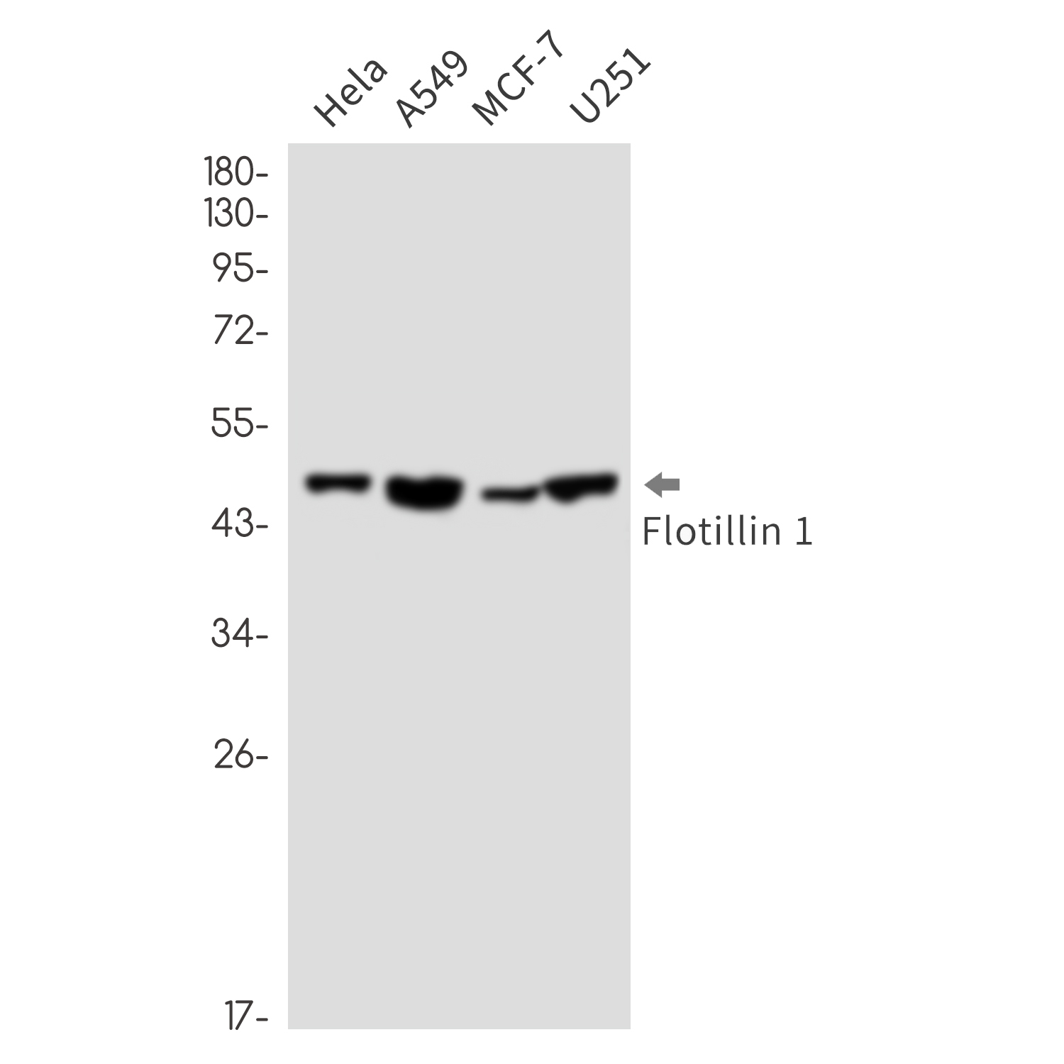 Flotillin 1 Rabbit mAb - - Buy Now!