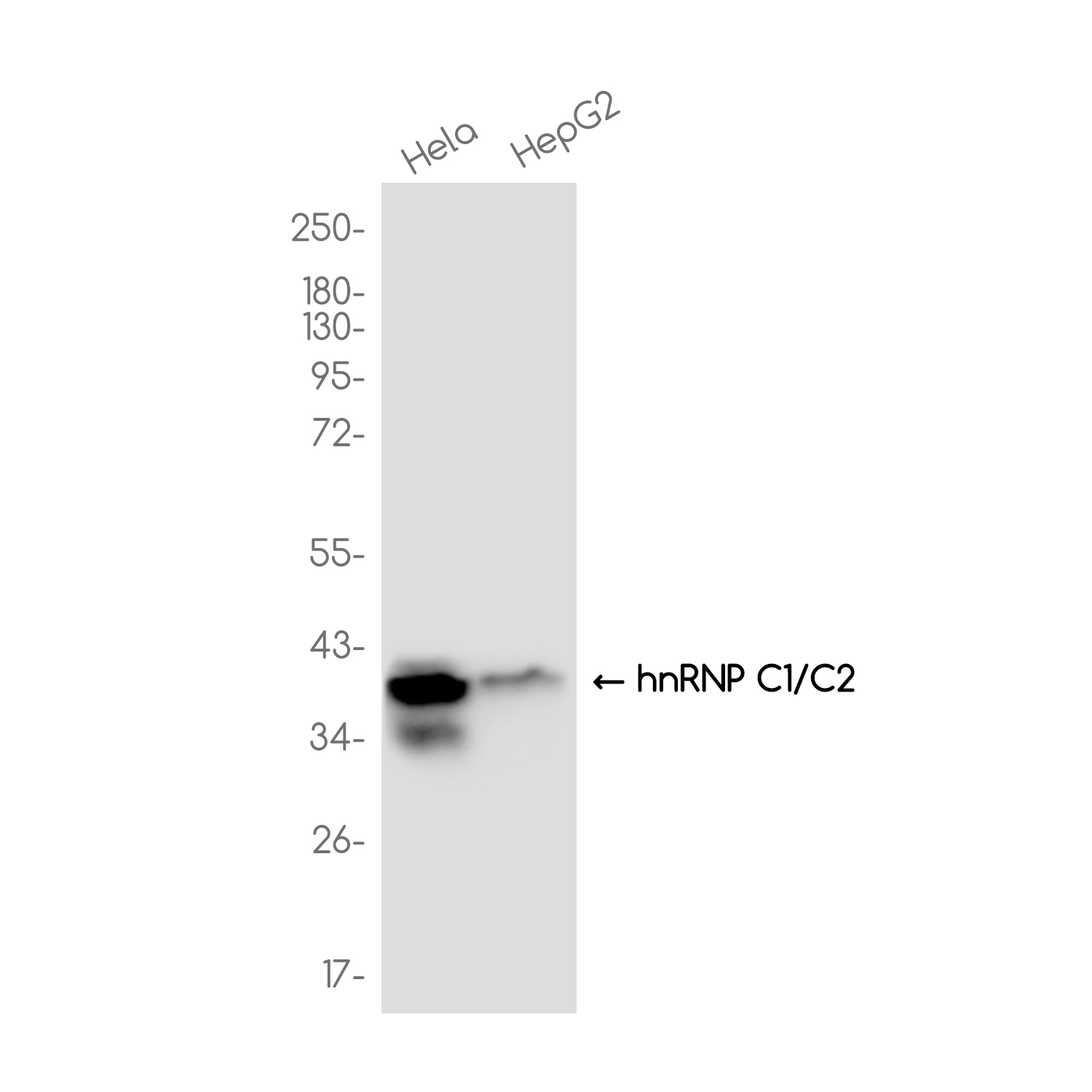 hnRNP C1/C2 Rabbit mAb - WB, IHC-P, IF, FC, ICC, IP - Buy Now!