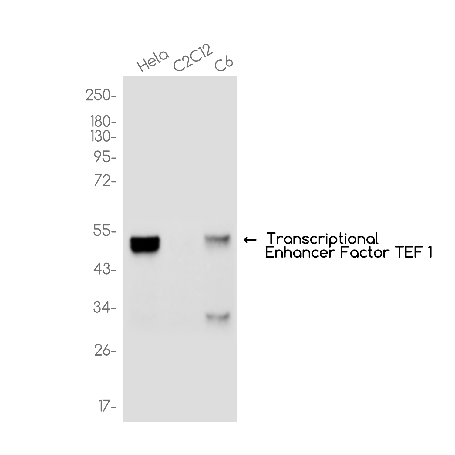 Transcriptional Enhancer Factor TEF 1 Rabbit mAb - WB, IHC-P, IP - Buy Now!
