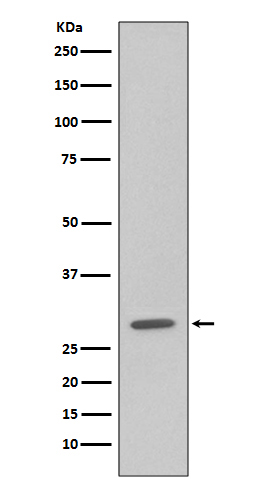 GFP Antibody - Rabbit mAb WB, IP - Buy Now!