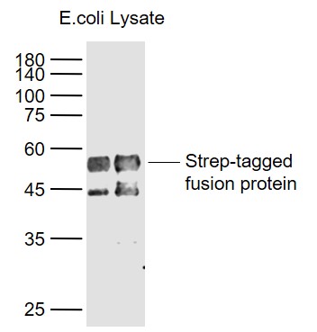 Strep-Tag II Mouse mAb - Strep-Tag II Mouse mAb WB - Buy Now!