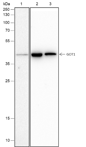GOT1 Recombinant Rabbit mAb - GOT1 Recombinant Rabbit mAb WB, IHC-P ...